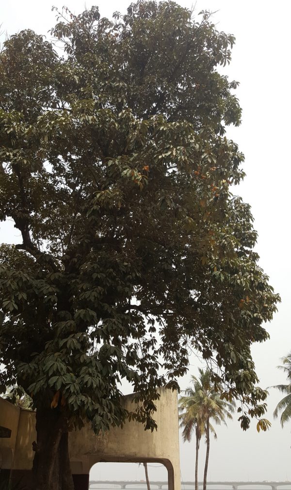 True or False: Thou Shalt Not Pluck Fruit from the Agbalumo/ Star Apple ...
